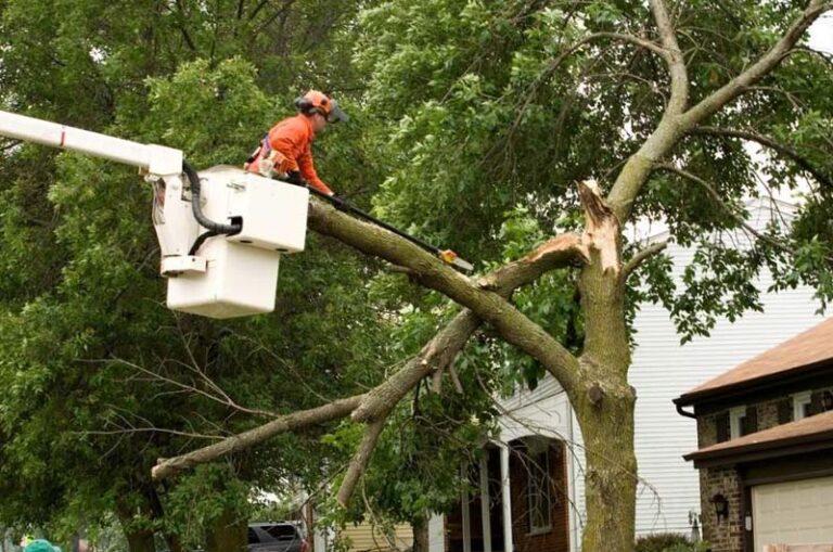 Affordable Spokane Tree Services | Budget Arbor & Logging